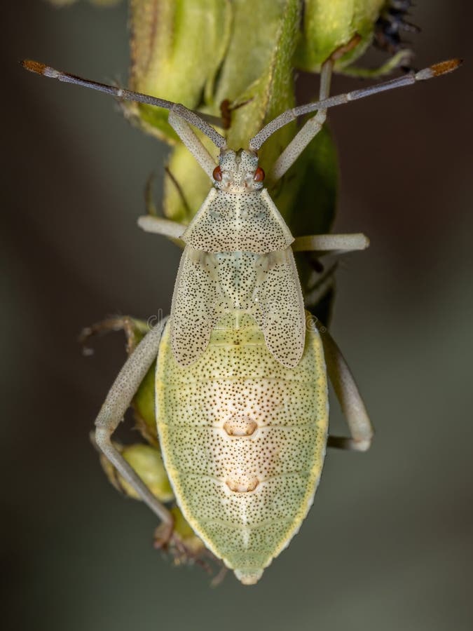 Leaf-footed Bug Nymph stock image. Image of arthropods - 214661377