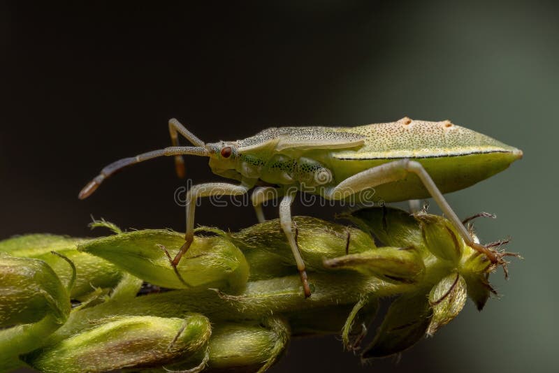 Leaf-footed Bug Nymph stock photo. Image of insect, nature - 214661442
