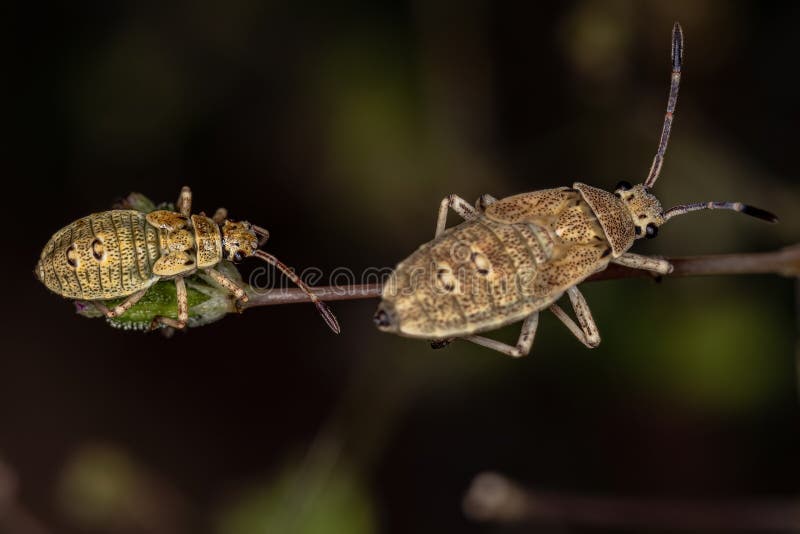 Leaf-footed Bug Nymph stock image. Image of plant, brown - 231750479