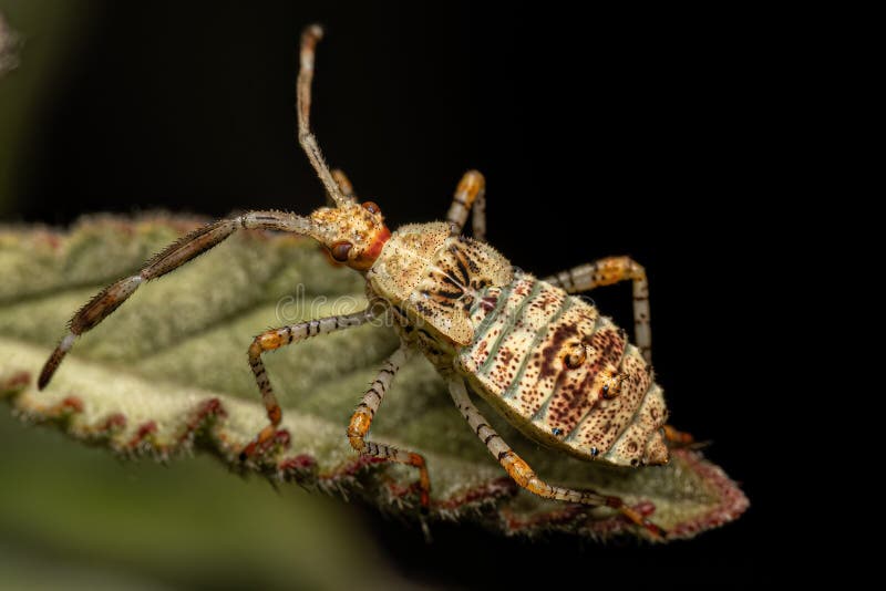 Leaf footed Bug Nymph stock image. Image of entomology - 264741247