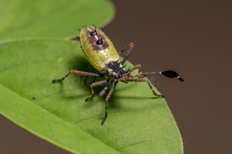 Leaf-footed Bug Nymph stock photo. Image of invertebrate - 214659916