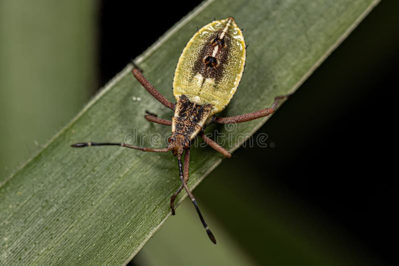 Leaf Footed Stink Bug Nymphs on Tomato Plant Leaf Stock Image - Image ...