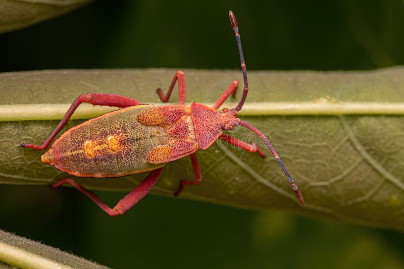 Leaf Footed Stink Bug Nymphs on Tomato Plant Leaf Stock Image - Image ...
