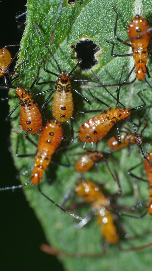 Leaf-footed Bug Nymphs on a Leaf Stock Photo - Image of ecaudor, green ...