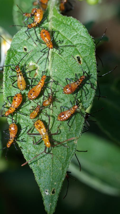Leaf-footed Bug Nymphs on a Leaf Stock Image - Image of ...