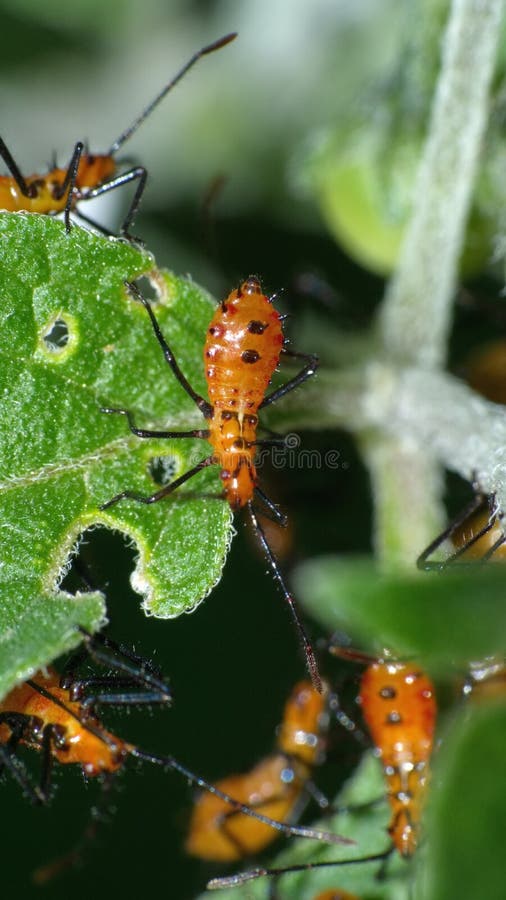 Leaf-footed Bug Nymphs on a Leaf Stock Photo - Image of immature, macro ...