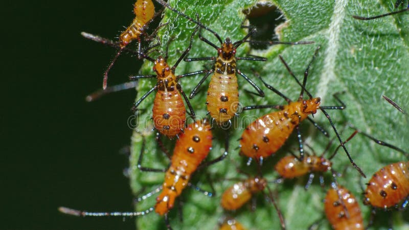 Leaf-footed Bug Nymphs on a Leaf Stock Image - Image of leaf, green ...
