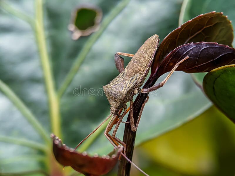 Leaf-footed Bug Resting on the Green Leaves. Stock Image - Image of ...