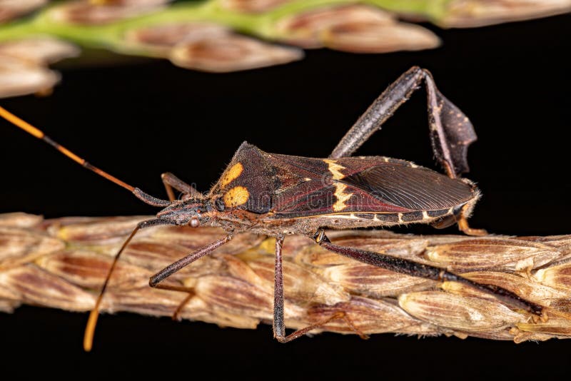 Leaf Footed Stink Bug Nymphs on Tomato Plant Leaf Stock Image - Image ...