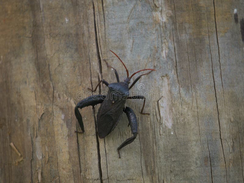 Leaf-footed Bug Stink Bug Climbing a Power Pole Stock Photo - Image of ...
