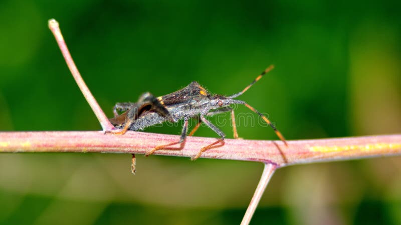 Leaf-footed bug on a twig stock image. Image of plant - 260228855