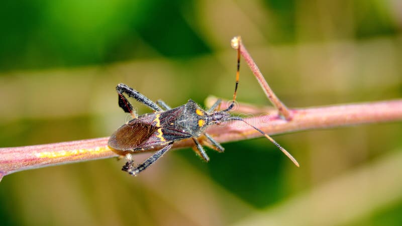 Leaf-footed bug on a twig stock photo. Image of leaffooted - 260228870