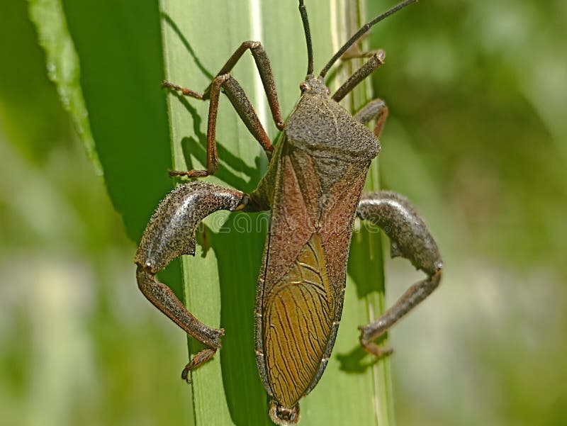 Leaf-footed Bugs Family Coreidae. Euthochtha Galeator. the Grasshopper ...