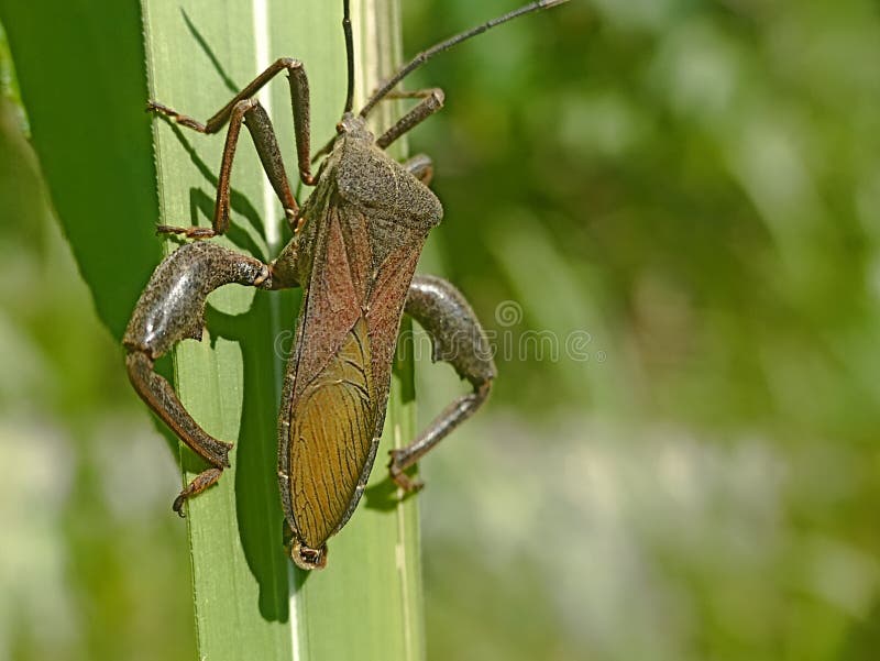 Leaf-footed Bugs Family Coreidae. Euthochtha Galeator. the Grasshopper ...