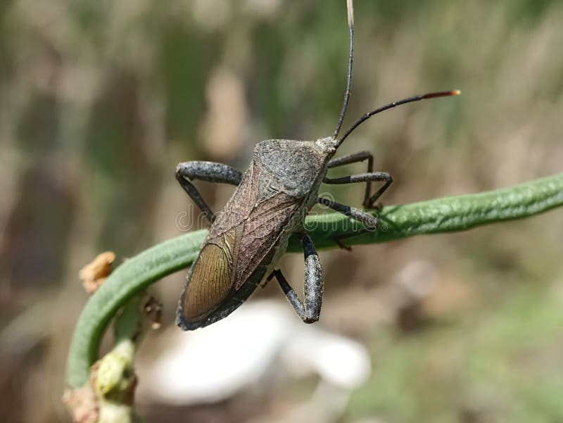 Leaf-footed Bugs (family Coreidae). Euthochtha Galeator. the ...