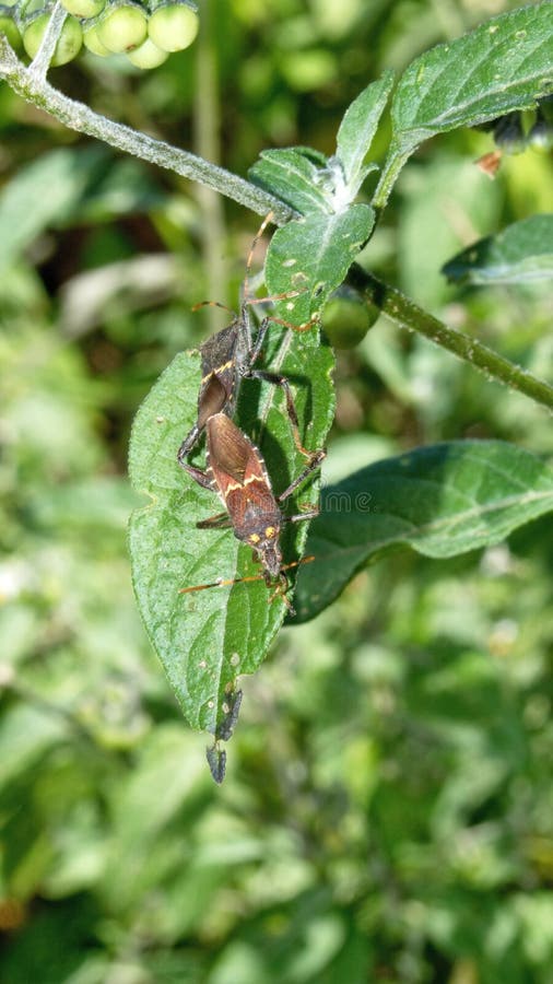 Leaf-footed bugs mating stock image. Image of mating - 220185565