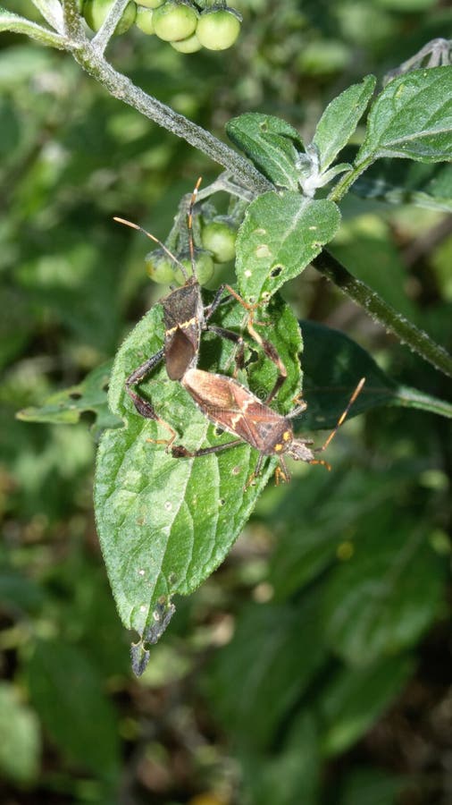 Leaf-footed bugs mating stock image. Image of macro - 220185587