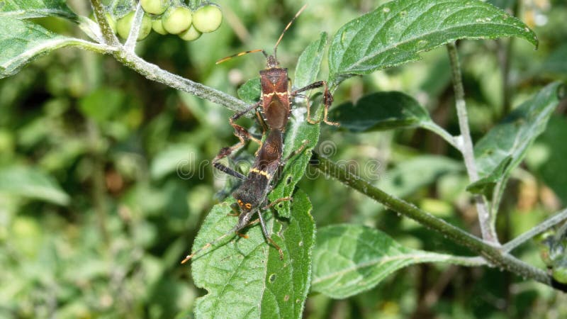 Leaf-footed bugs mating stock photo. Image of plant - 220185724