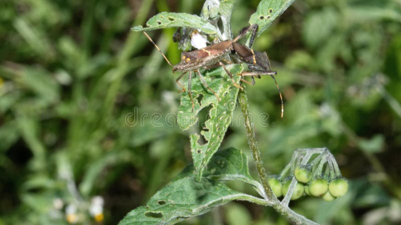 Leaf-footed bugs mating stock photo. Image of south - 220185726