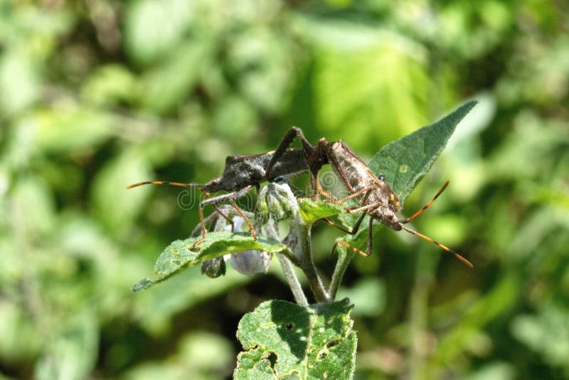 Leaf-footed bugs mating stock image. Image of leaf, ecaudor - 220185823