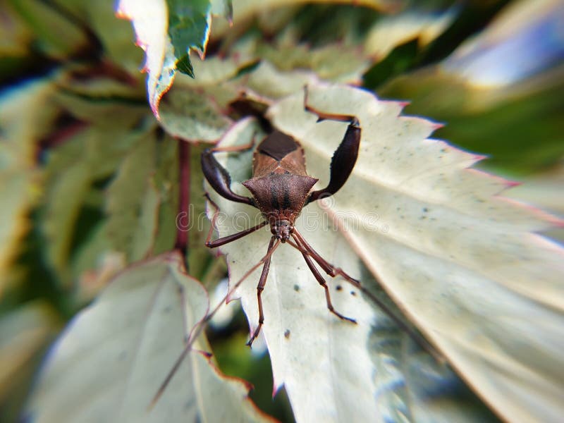 Leaf-footed Lice (Family Coreidae) are a Family of the Insecta Class ...