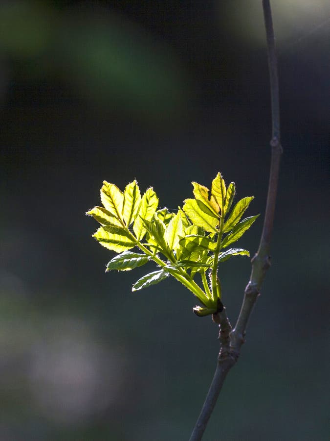 Leaf in forest stock image. Image of outdoors, colorful - 35188569
