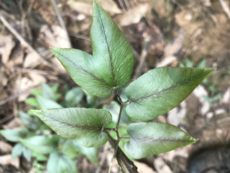 Leaf in the Forest Natural and Beautiful Grow Up Stock Photo - Image of ...