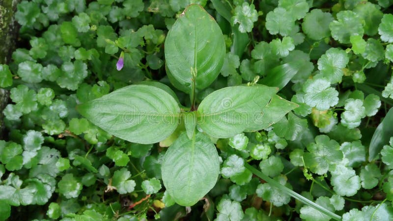 Leaf in forest tree stock photo. Image of grow, nature - 95328250