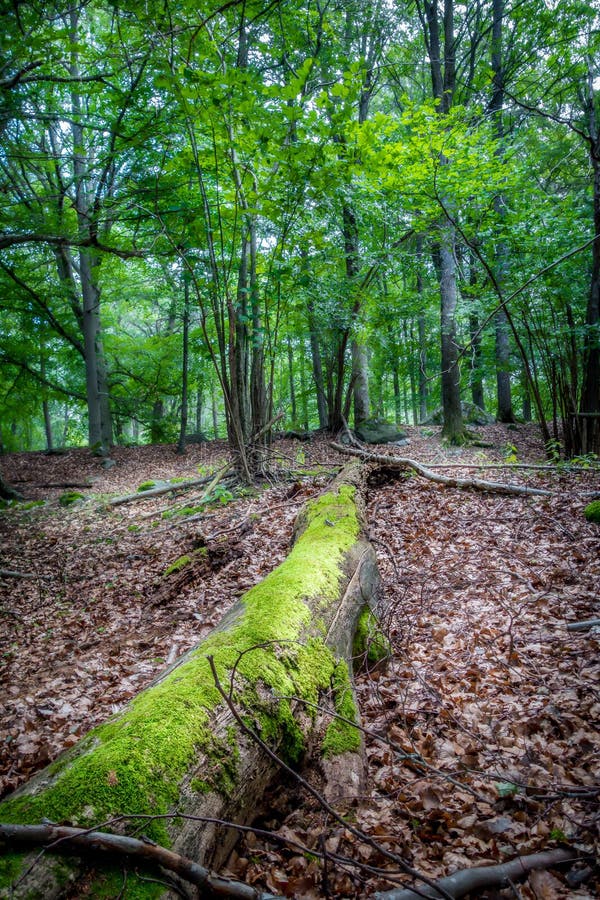Leaf Forest with a Tree Trunk Laying on Forest Floor Covered with Thick ...