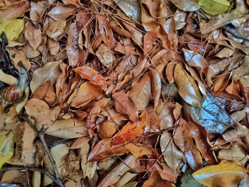 A Leaf that is Formed from Deposition that Has Been Exposed To Rain ...
