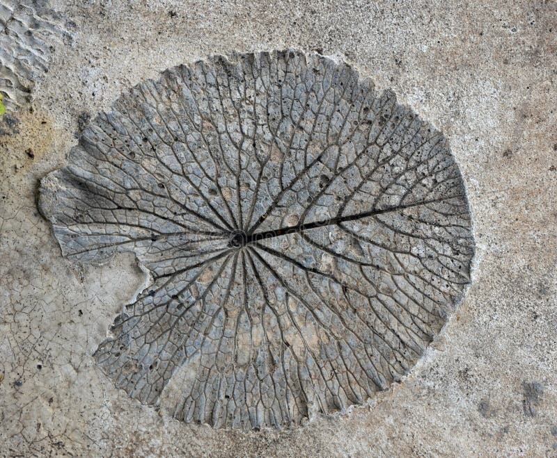 Leaf fossil in concrete stock photo. Image of leaf, background - 68917838