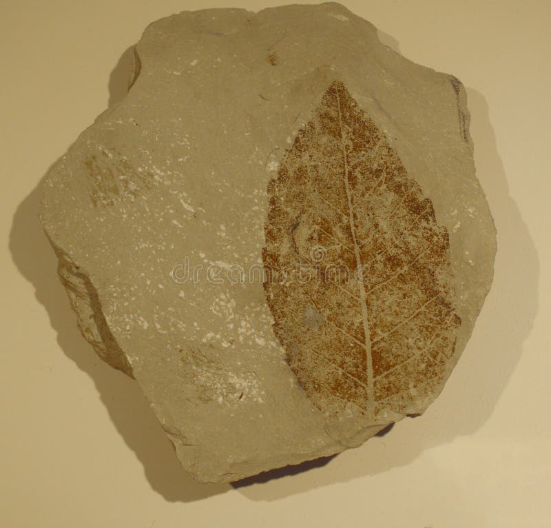 1,885 Leaf Fossil Photos - Free & Royalty-Free Stock Photos from Dreamstime