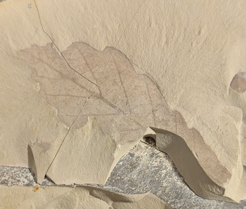 Leaf fossil texture stock photo. Image of wall, ancient - 380843538