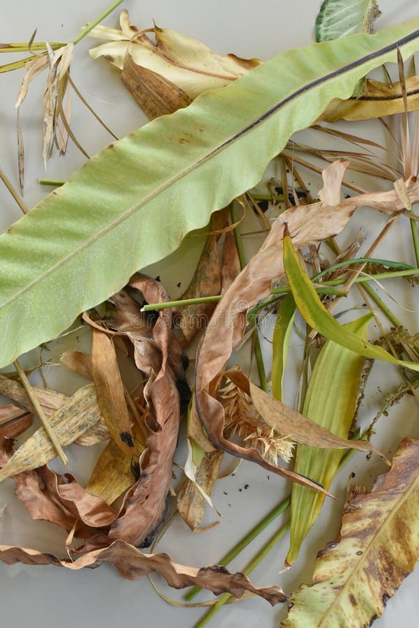 Leaf Fragments on the Ground Stock Photo - Image of leaves, bark: 247022478