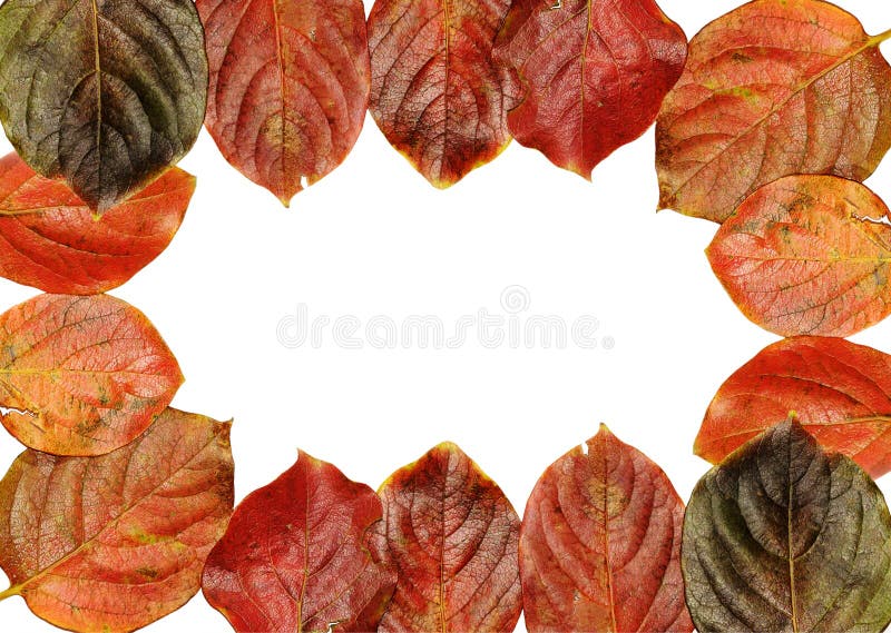 Leaf frame stock image. Image of ornamental, decorative - 16859003