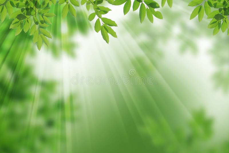 Leaf frame. stock image. Image of care, foliage, growing - 26061115