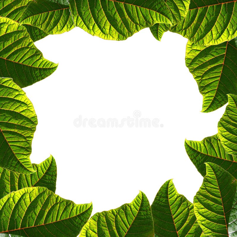 Leaves over water stock image. Image of botanical, botany - 9704425