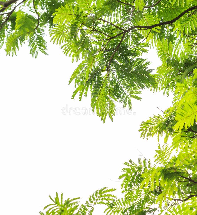 Leaf frame stock photo. Image of nature, bright, botanical - 29965186