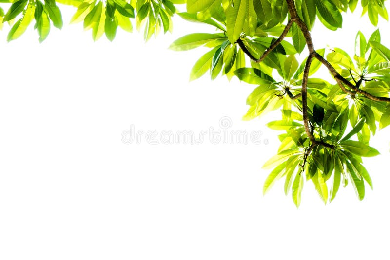 Leaf frame stock image. Image of spring, nature, bright - 80031443