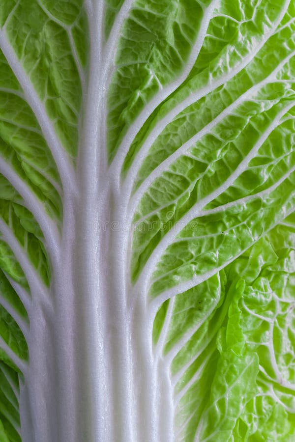 Leaf of Fresh Chinese Cabbage or Napa Cabbage Texture Macro View Stock ...