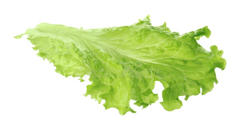 Leaf of Fresh Lettuce for Burger Isolated on White Stock Image - Image ...