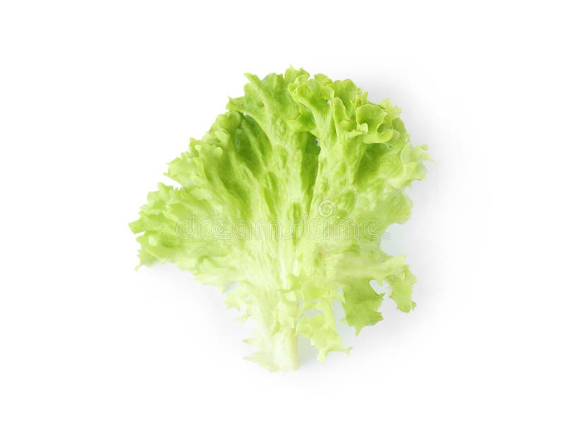 Leaf of Fresh Lettuce for Burger Isolated on White Stock Photo - Image ...