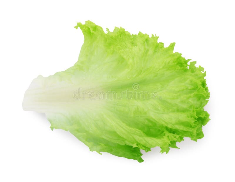 Leaf of Fresh Lettuce Isolated on White, Top View. Salad Greens Stock ...