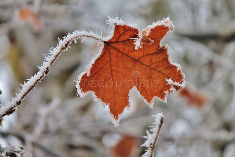 Leaf fringed in ice stock photo. Image of winter, icicle - 40359218