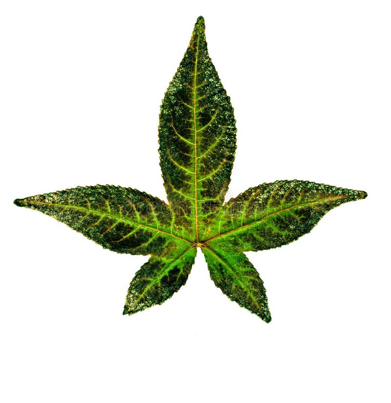 Leaf Front Again stock image. Image of full, beauty, summer - 22701029