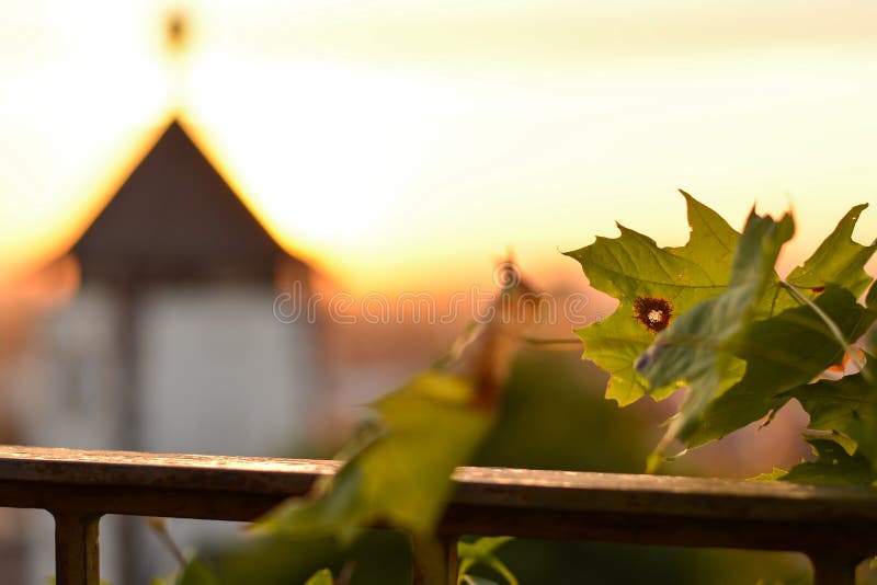 A leaf in front of the stock image. Image of construction - 94395701