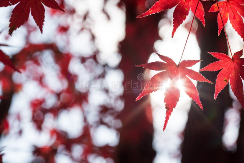 Leaf in front of sunlight stock image. Image of sunlight - 184942541