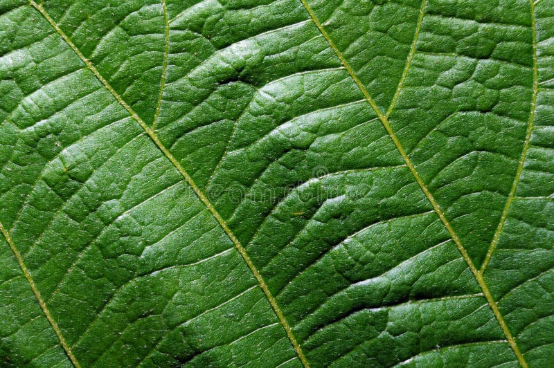 Leaf front texture closeup stock photo. Image of leaf - 42523274