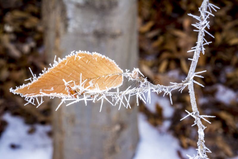 Leaf with Frost on the Edge Stock Image - Image of flower, frost: 36370491