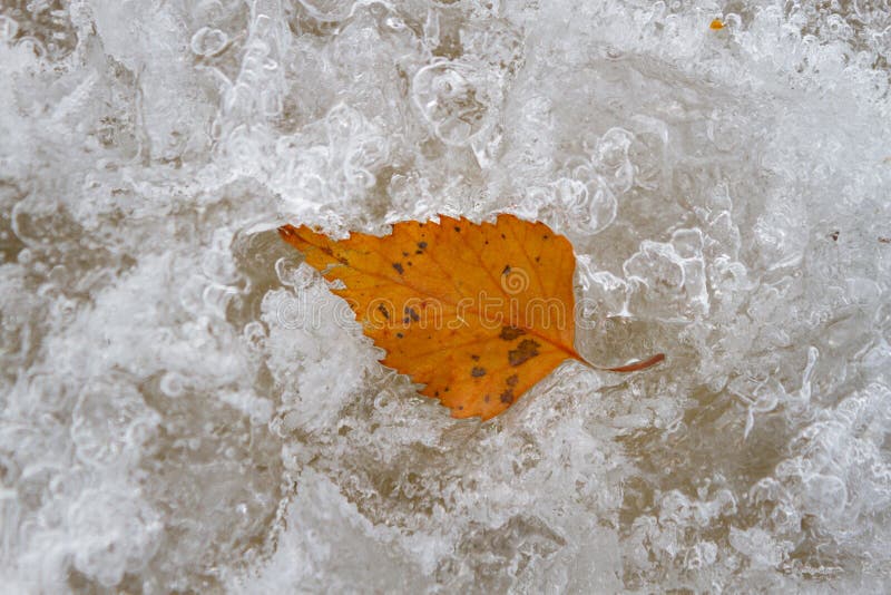 Leaf frozen in ice stock photo. Image of objects, november - 149865486